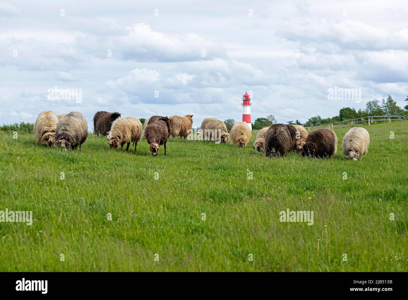 Norwegian sheep on the dike, lighthouse, Falshoeft, Geltinger Birk ...