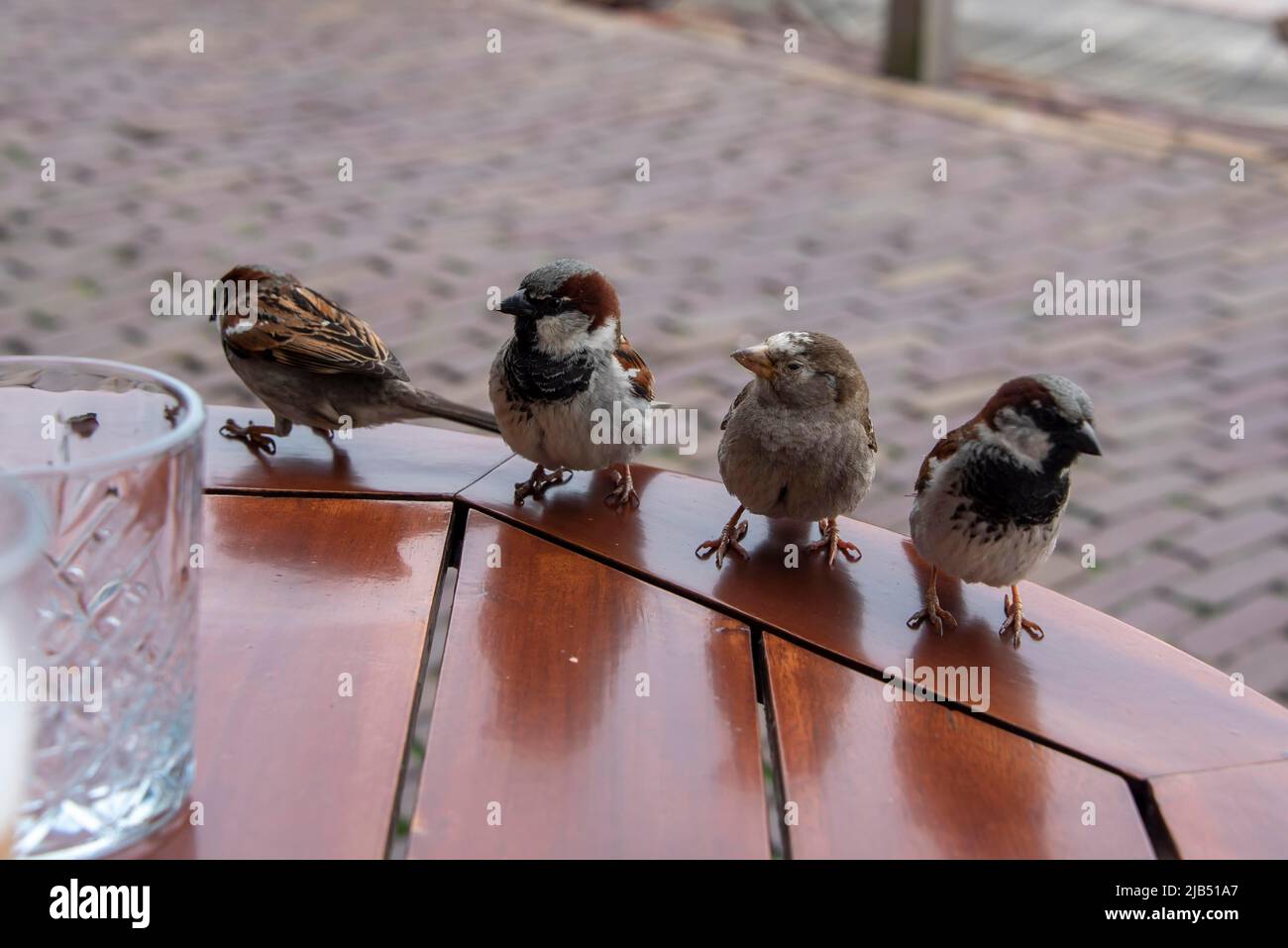 House sparrows (Passer domesticus), sparrows, Marken peninsula, Noord-Holland, Netherlands Stock ...