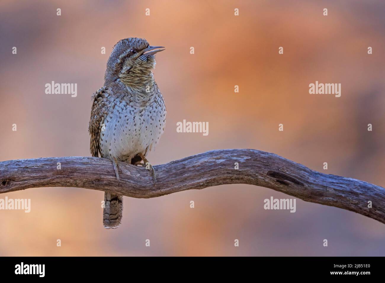Jynx torquilla display hi-res stock photography and images - Alamy