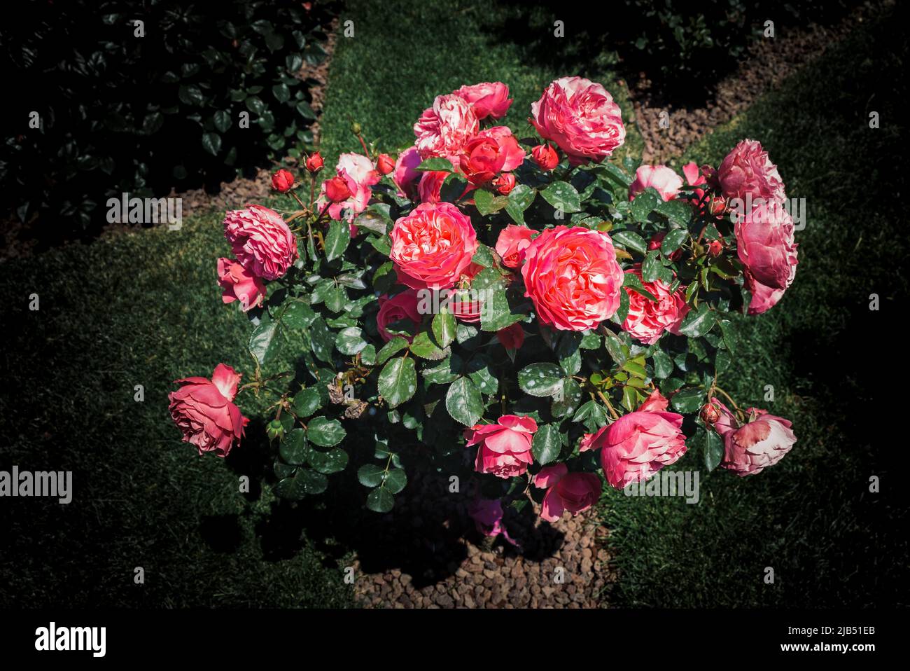 Rose tree with pink roses in a rose garden Stock Photo - Alamy