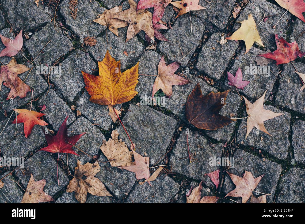 Autumn leaves texture for background. leaf background texture Stock ...