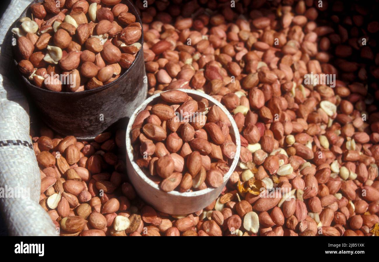 Peanuts or ground nuts are an important crop for local consumption in ...