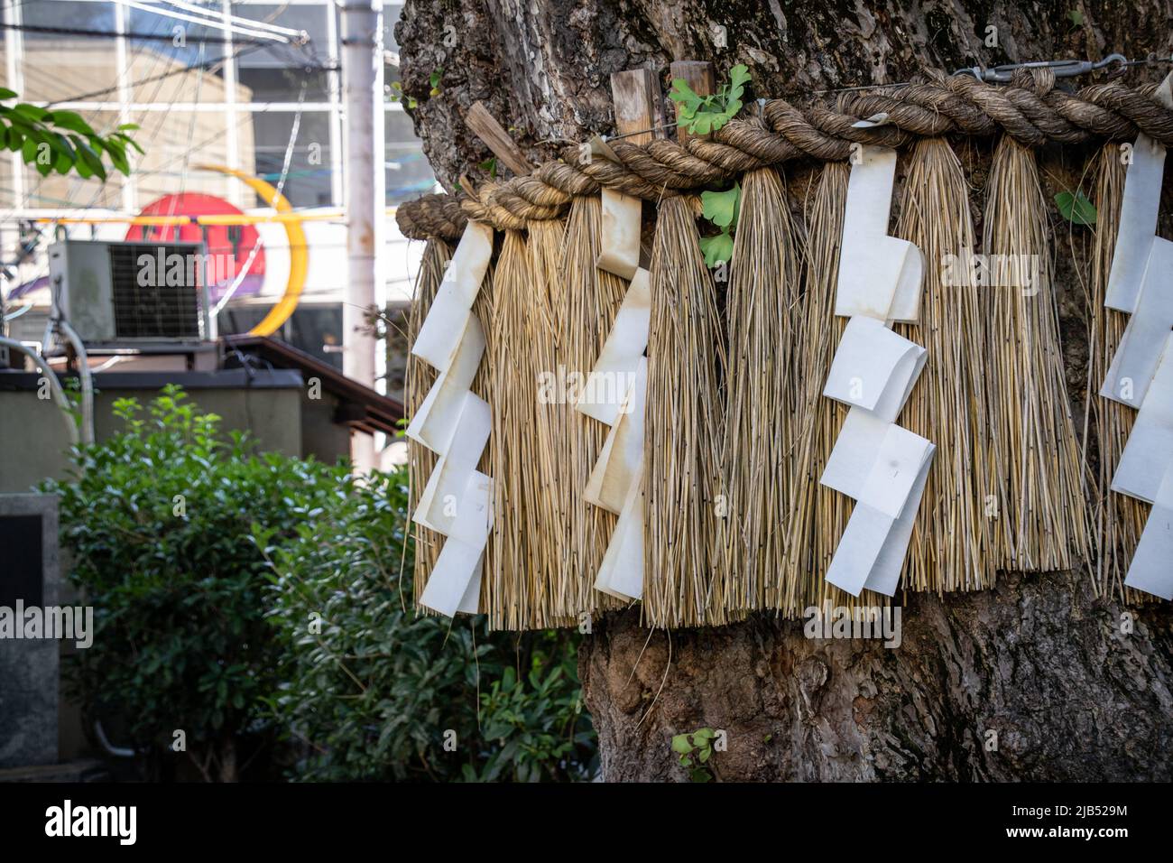 Hakata, Fukuoka / JAPAN - Aug 15 2020 : Closeup Kushida no Ginnan, a ...