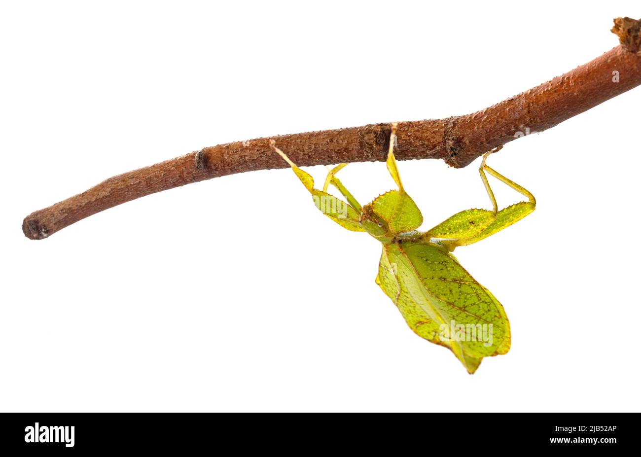 stick insect in front of white background Stock Photo - Alamy