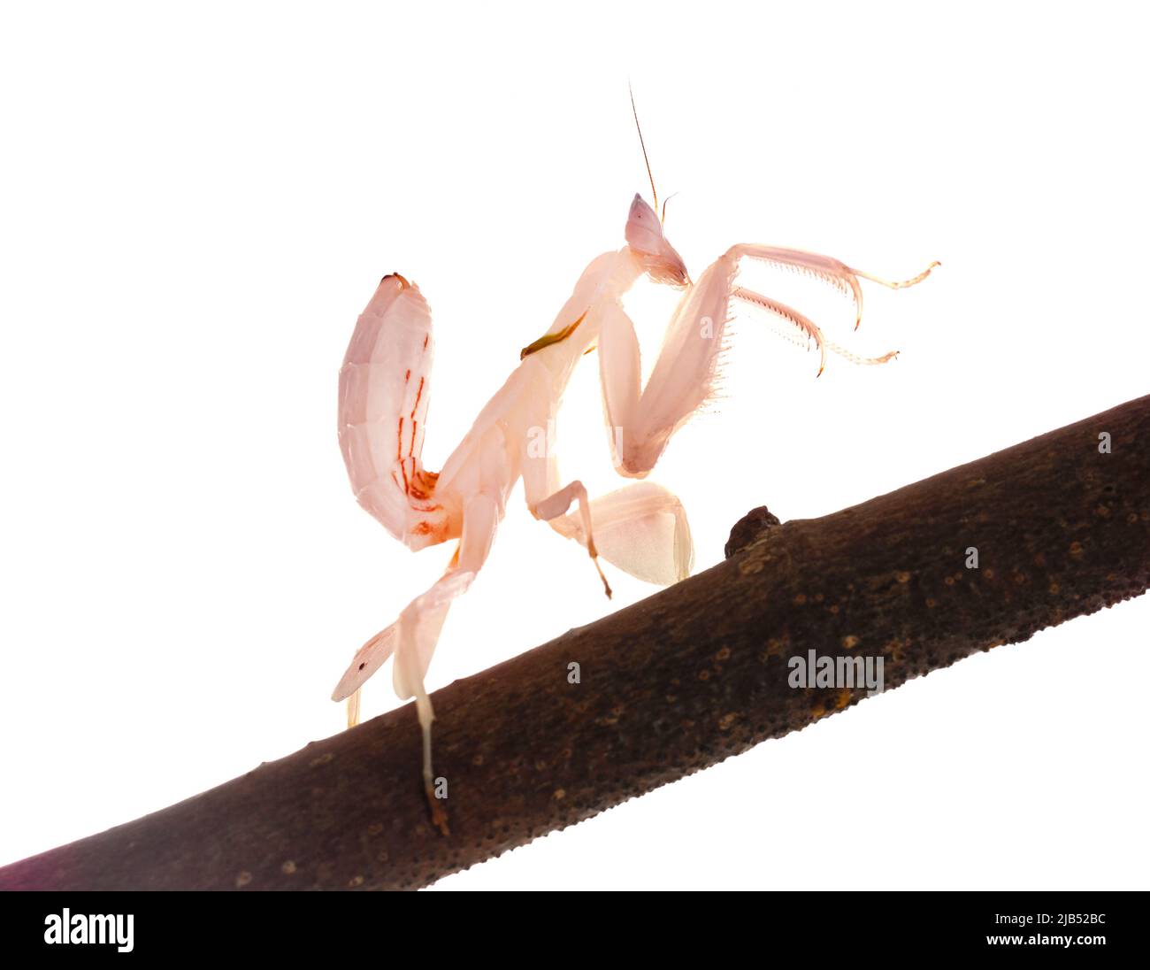 Hymenopus coronatus in front of white background Stock Photo - Alamy