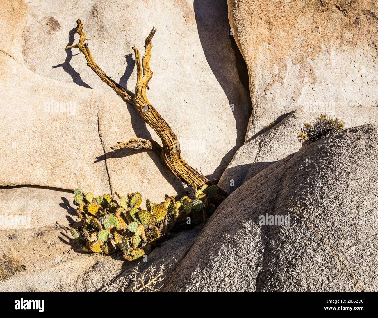 Joshua tree wonderland of rocks hi-res stock photography and images - Alamy