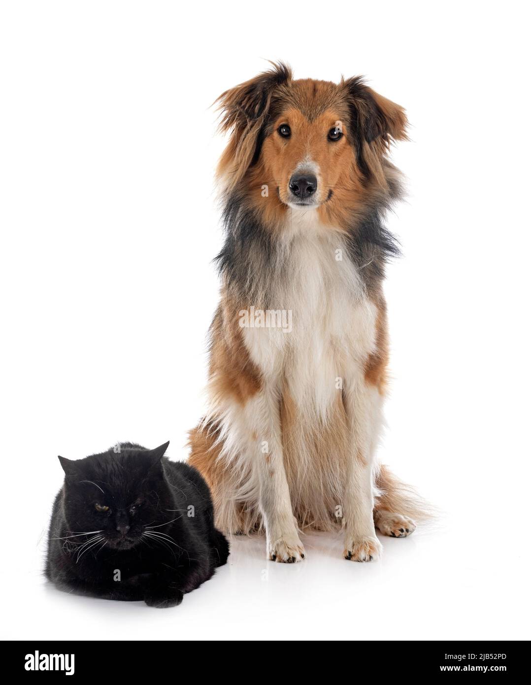 Shetland Sheepdog and cat in front of white background Stock Photo - Alamy