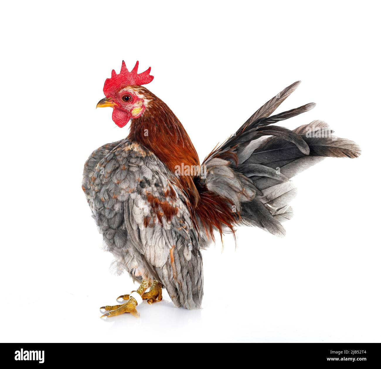 Malaysian Serama in front of white background Stock Photo - Alamy