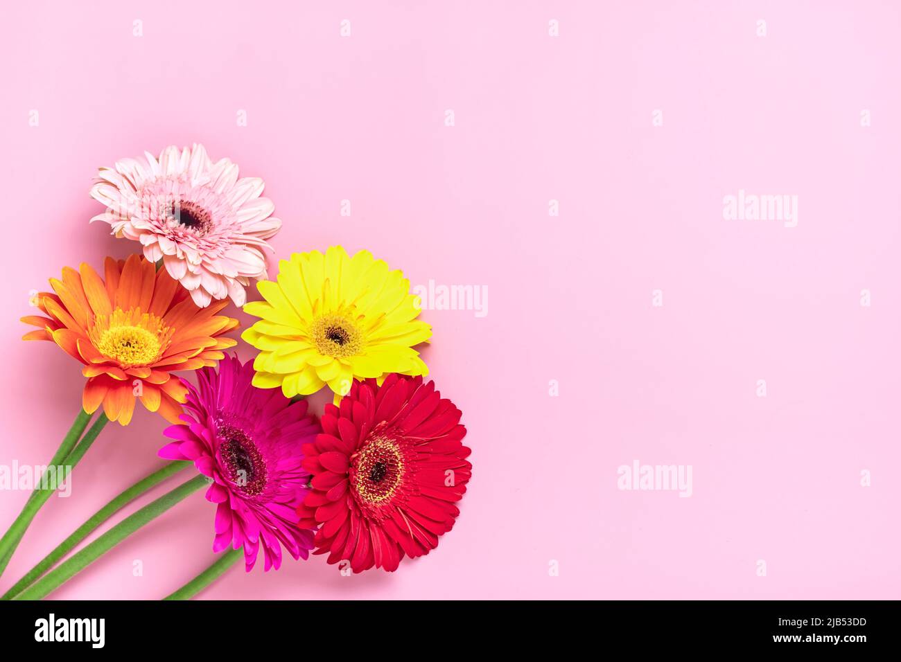 Bouquet of gerberas on pink background Top view Flat lay Holiday ...