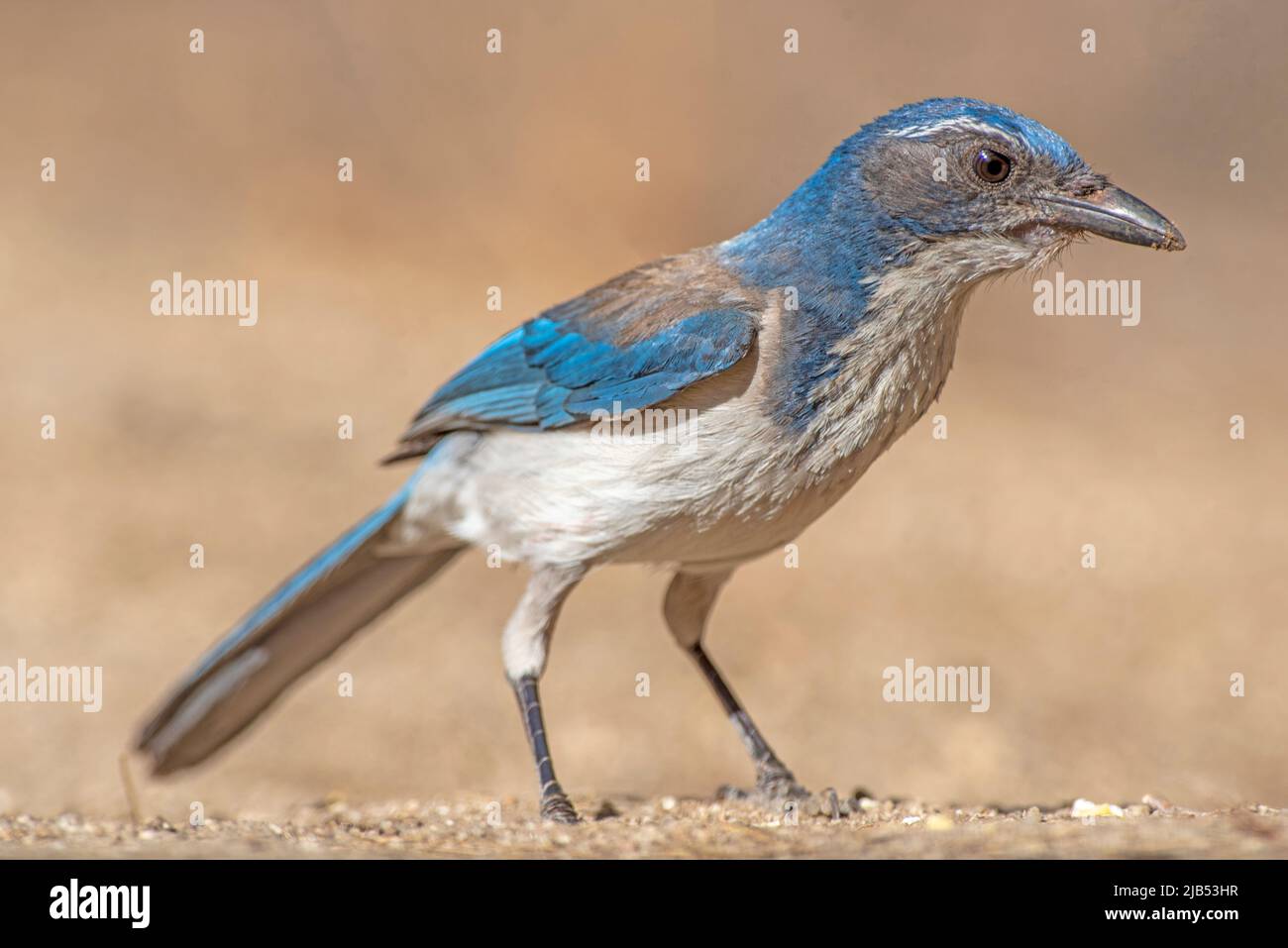 western scrub jay on the ground looking for seeds Stock Photo - Alamy