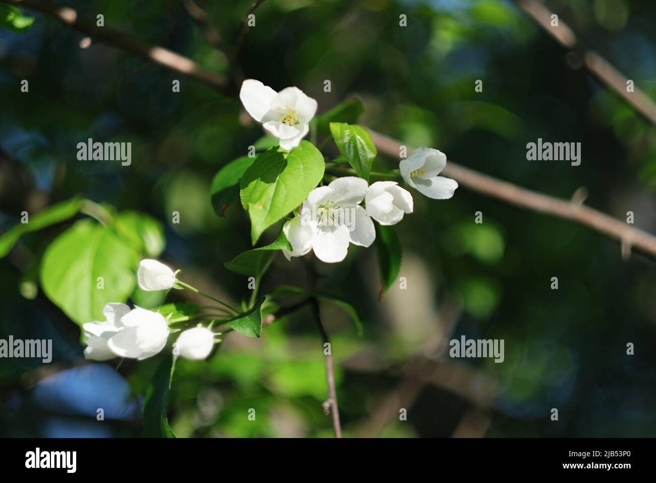 Beautiful blooming apple trees in spring park close up. Apple trees ...