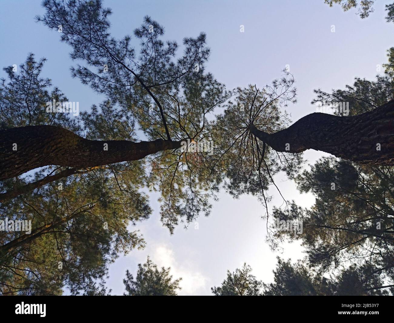 two pine trees next to each other seen from an extreme low angle Stock ...