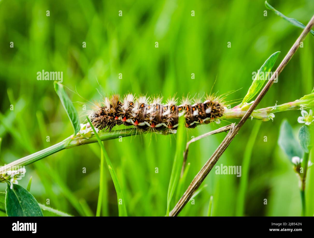 A caterpillar in a field in its natural environment Stock Photo - Alamy