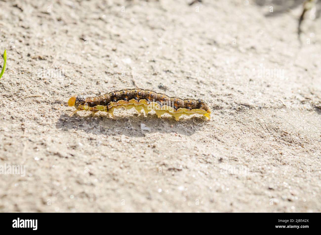 A caterpillar in a field in its natural environment Stock Photo - Alamy