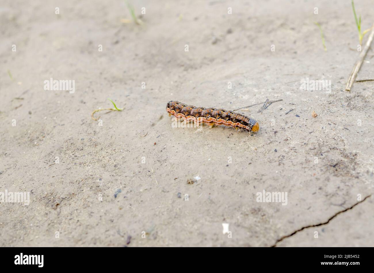 A caterpillar in a field in its natural environment Stock Photo - Alamy