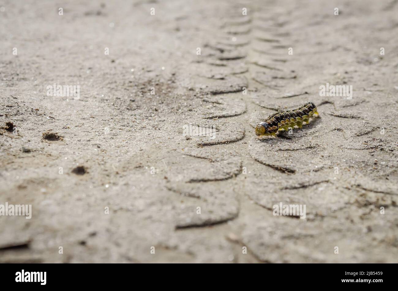 A caterpillar in a field in its natural environment Stock Photo - Alamy