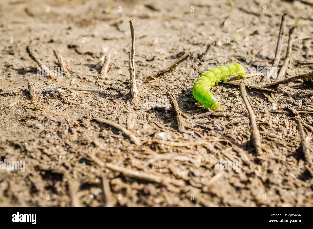 A caterpillar in a field in its natural environment Stock Photo - Alamy