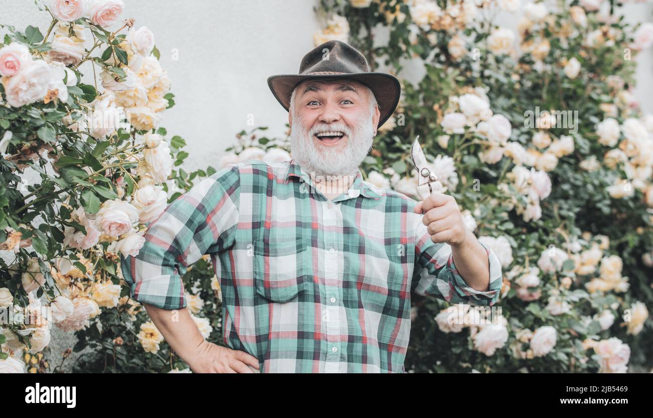 Gardening - Grandfather gardener in sunny garden planting roses ...