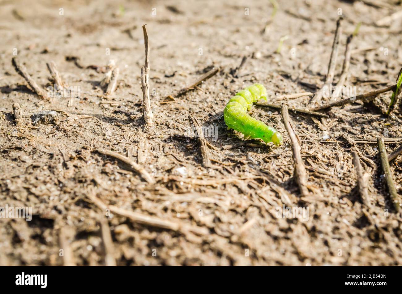 A caterpillar in a field in its natural environment Stock Photo - Alamy