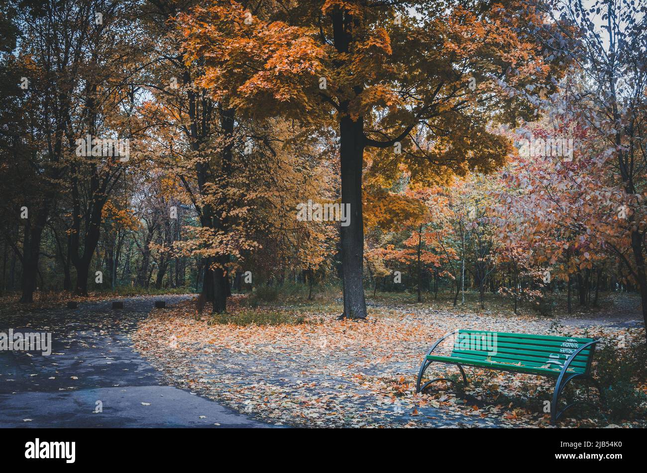 Autumn landscapes in the city, orange trees, October colorful, Kiev ...