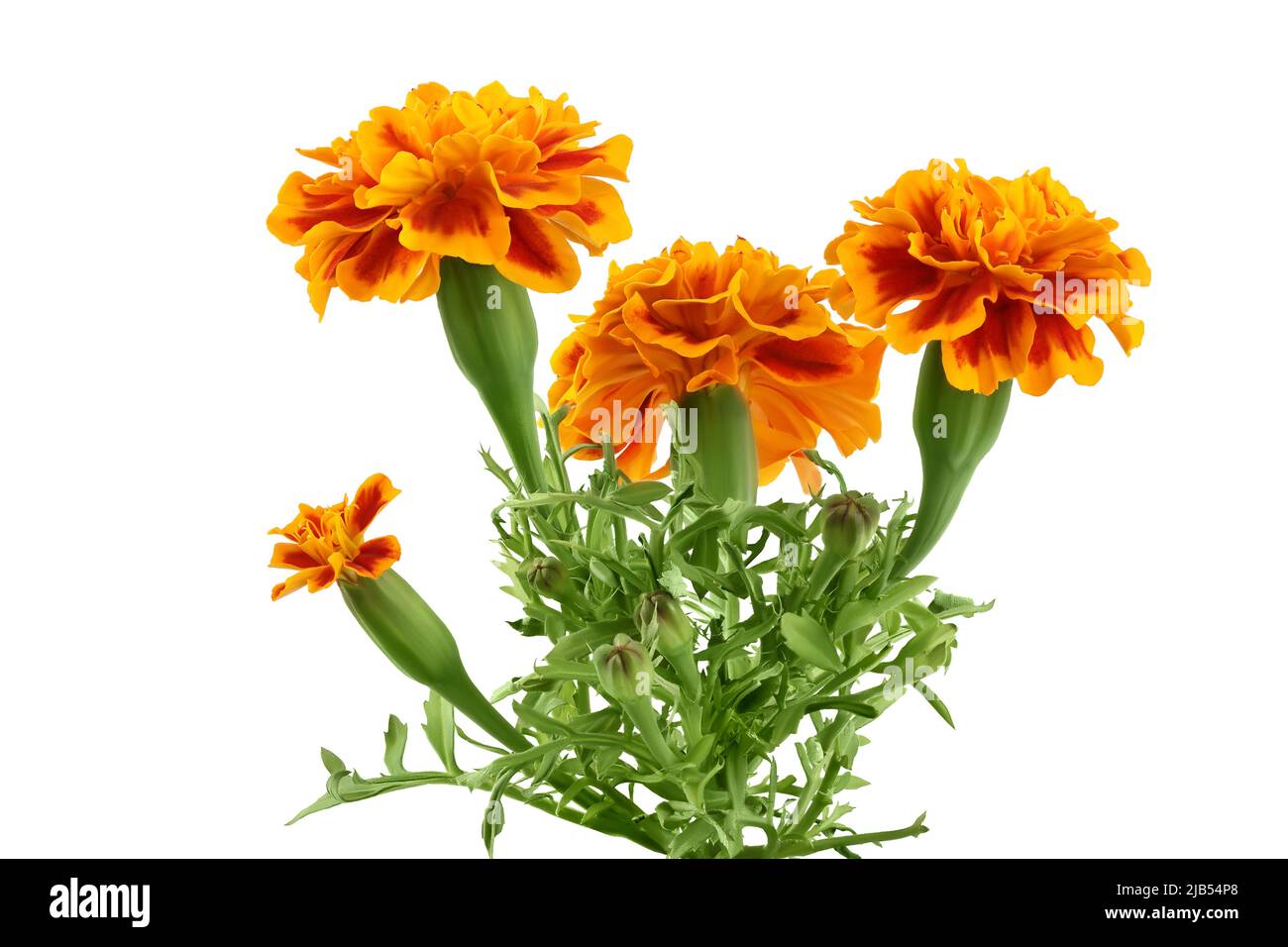 fresh marigold or tagetes erecta flower isolated on white background ...