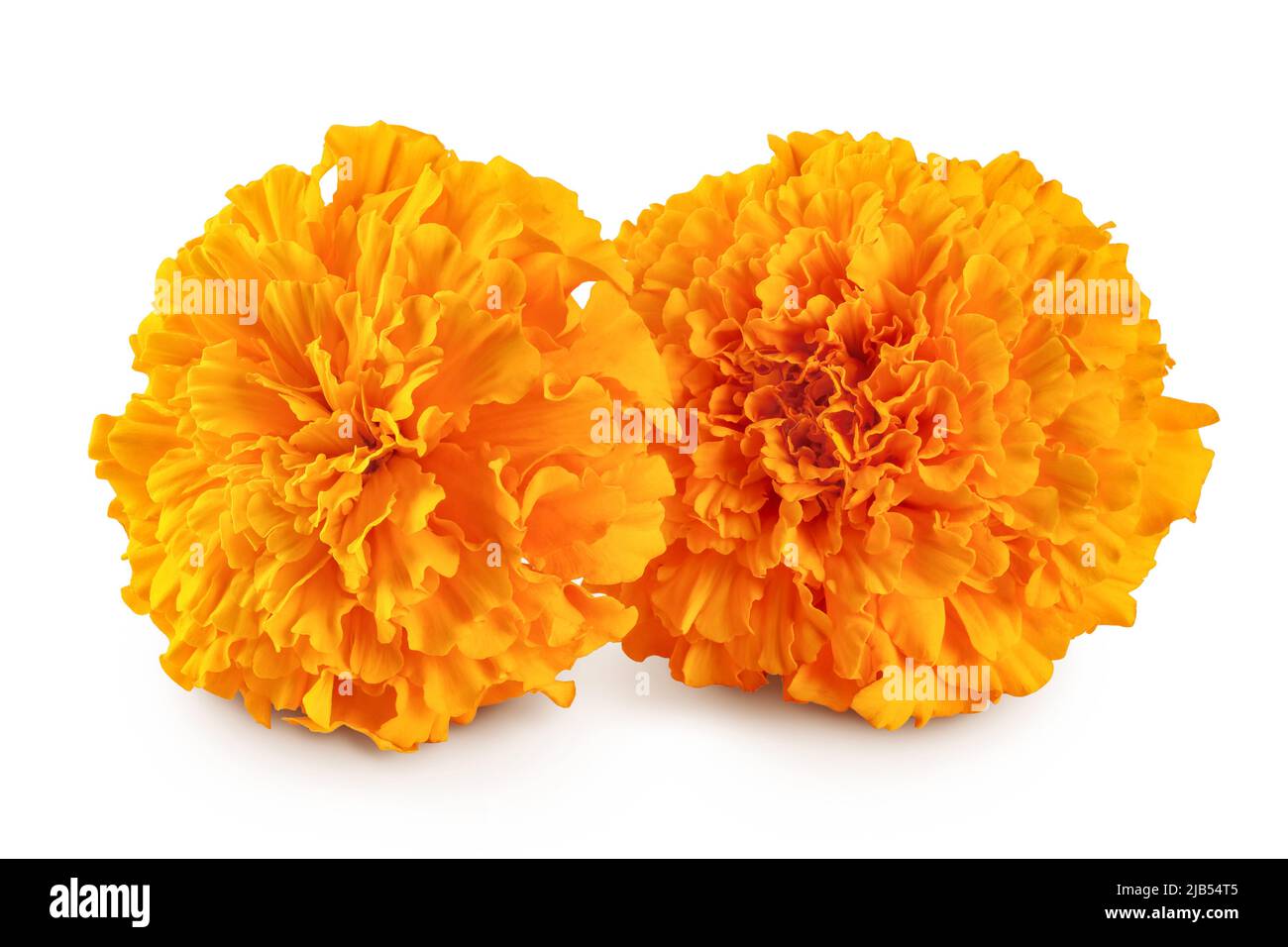 fresh marigold or tagetes erecta flower isolated on white background ...