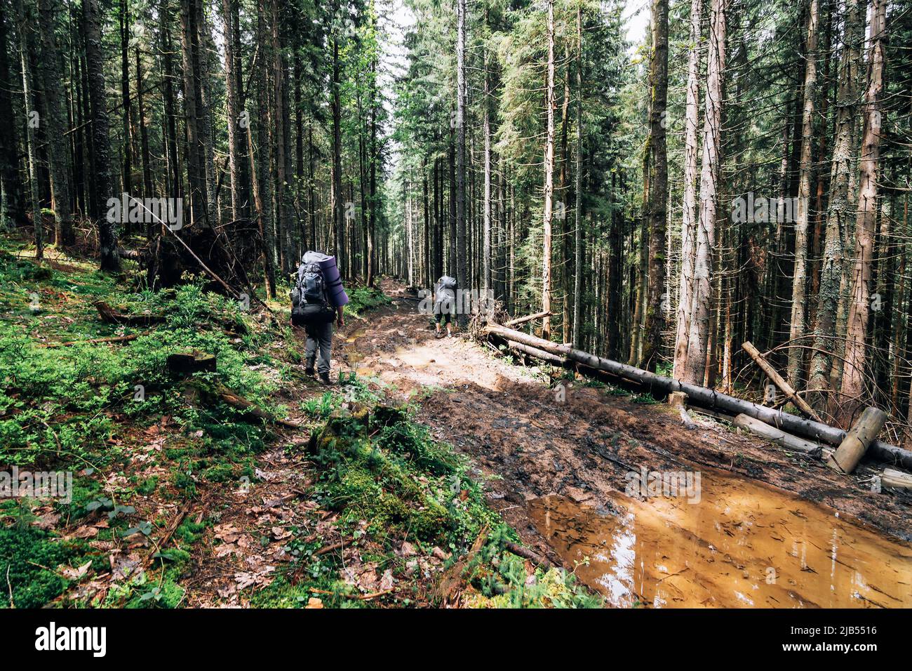 A group of tourists with large backpacks go hiking. Trail through the ...