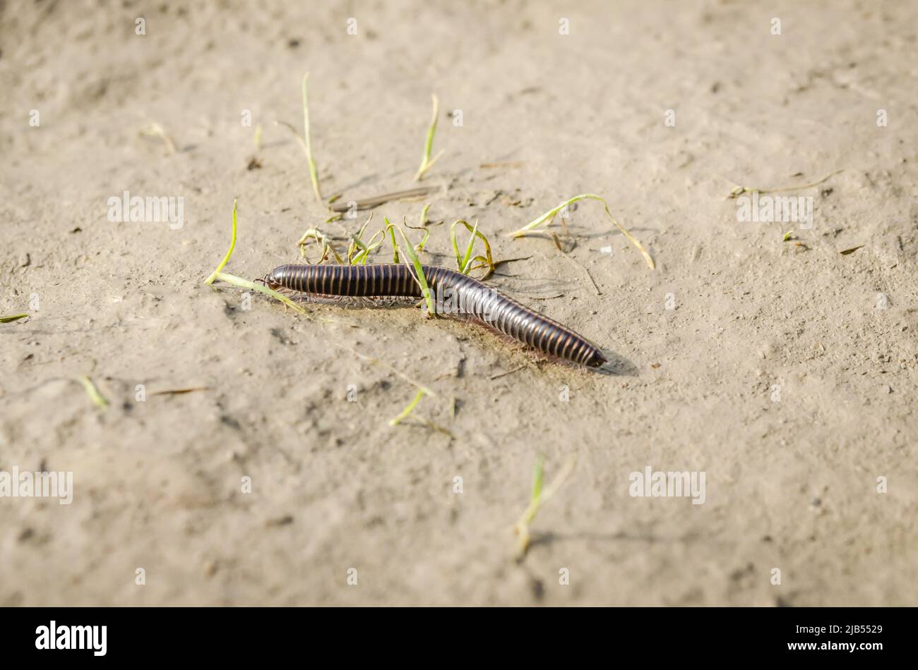 A black centipede on a dirt road in the woods Stock Photo - Alamy