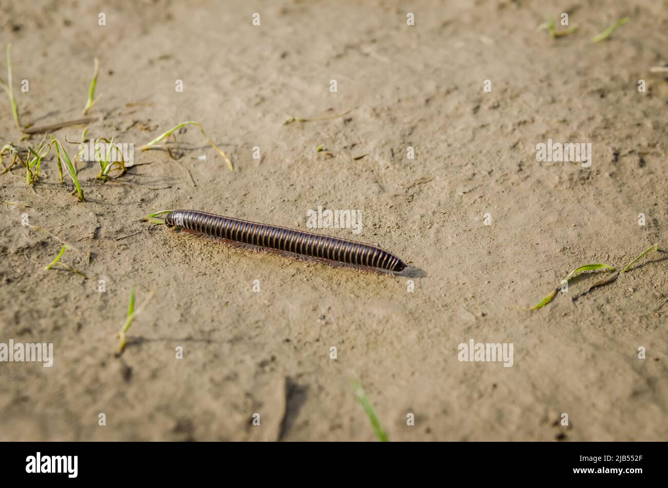 A black centipede on a dirt road in the woods Stock Photo - Alamy