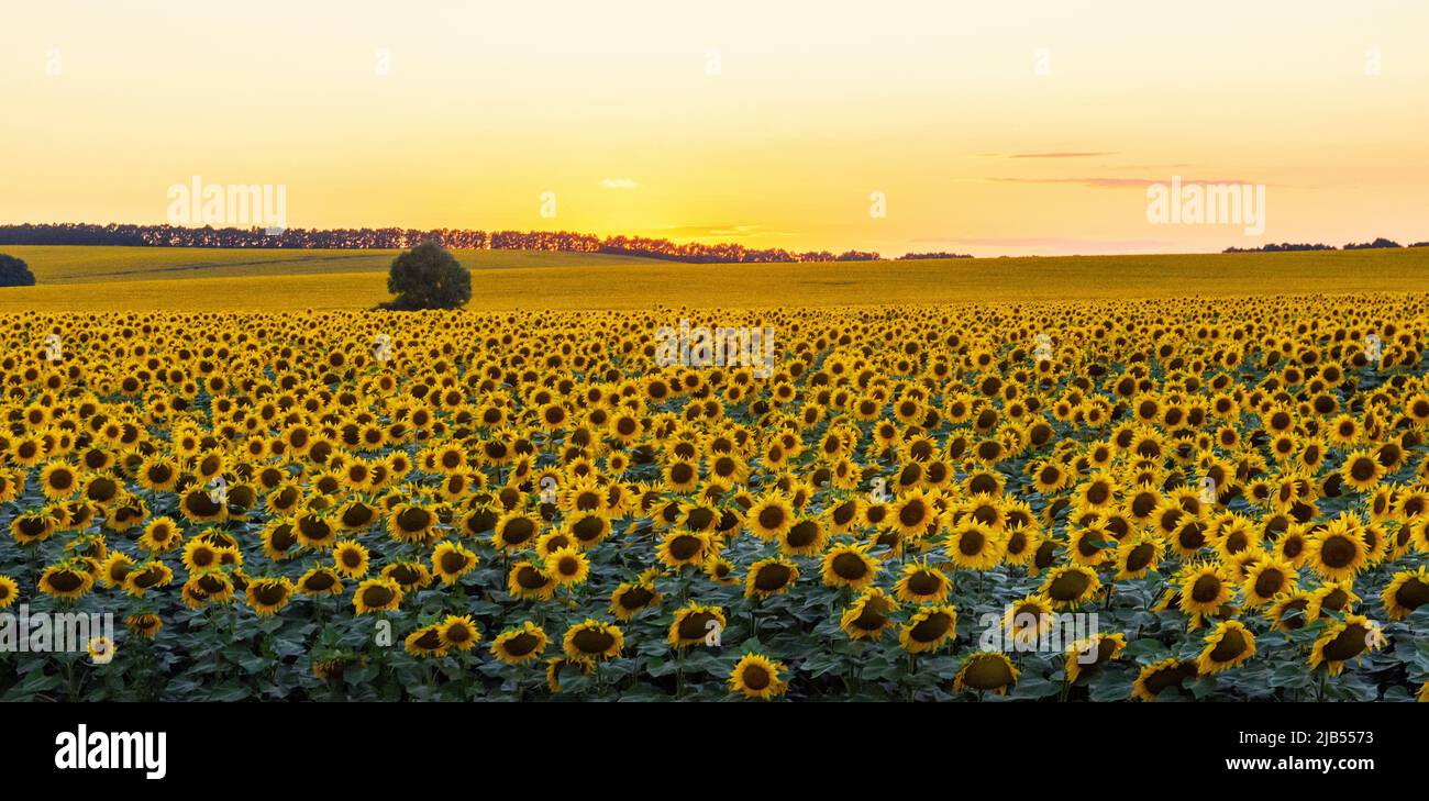 Sunflower field on a warm summer evening Stock Photo - Alamy