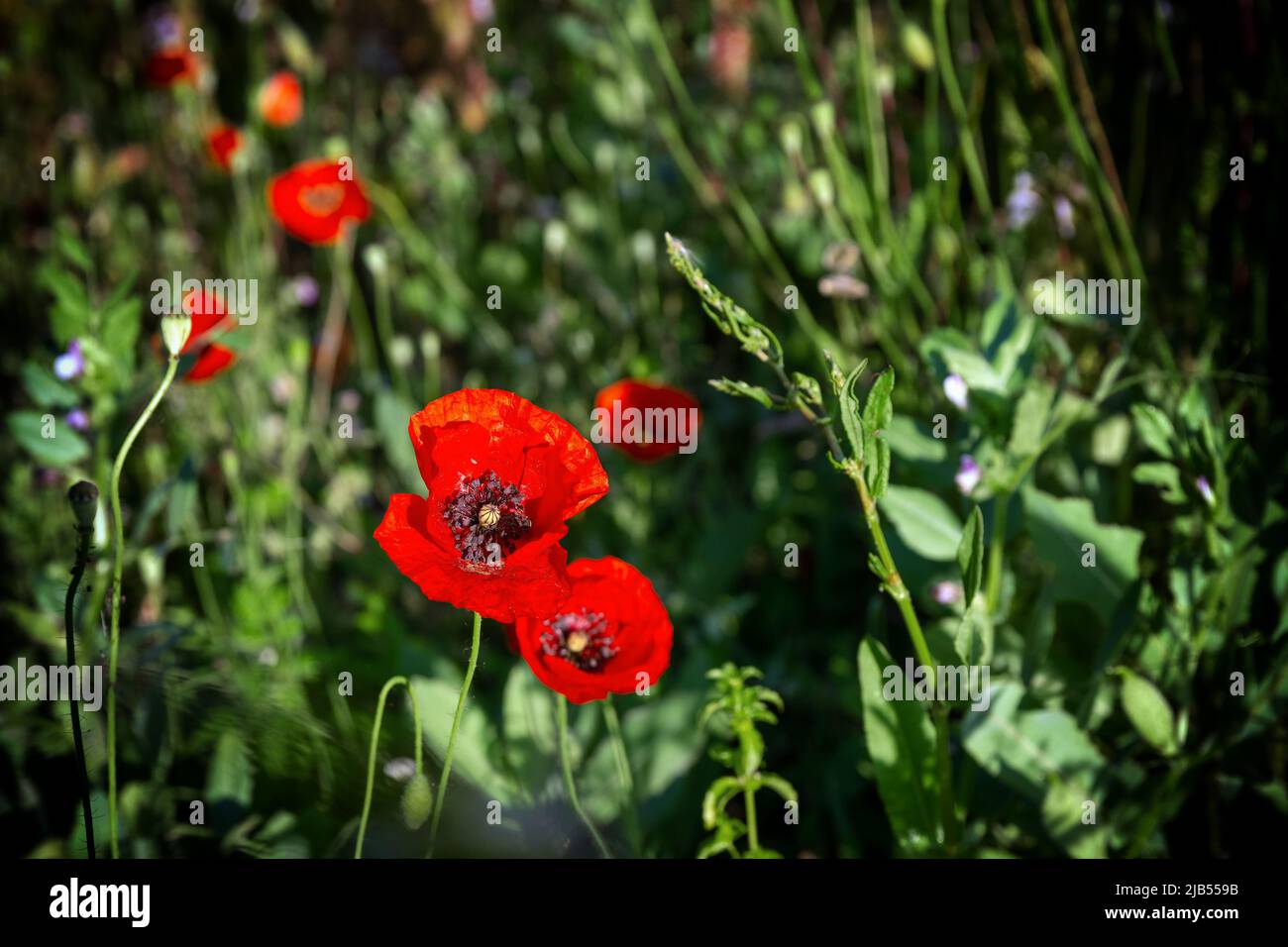 Wild red poppies in the mountains of Turkey Stock Photo - Alamy