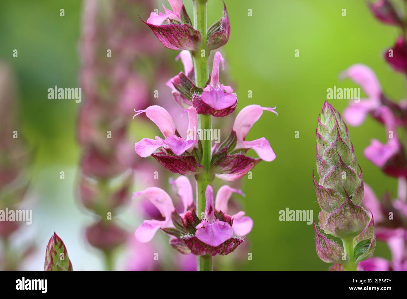 close-up of a flowering salvia nemorosa against a blurry background ...