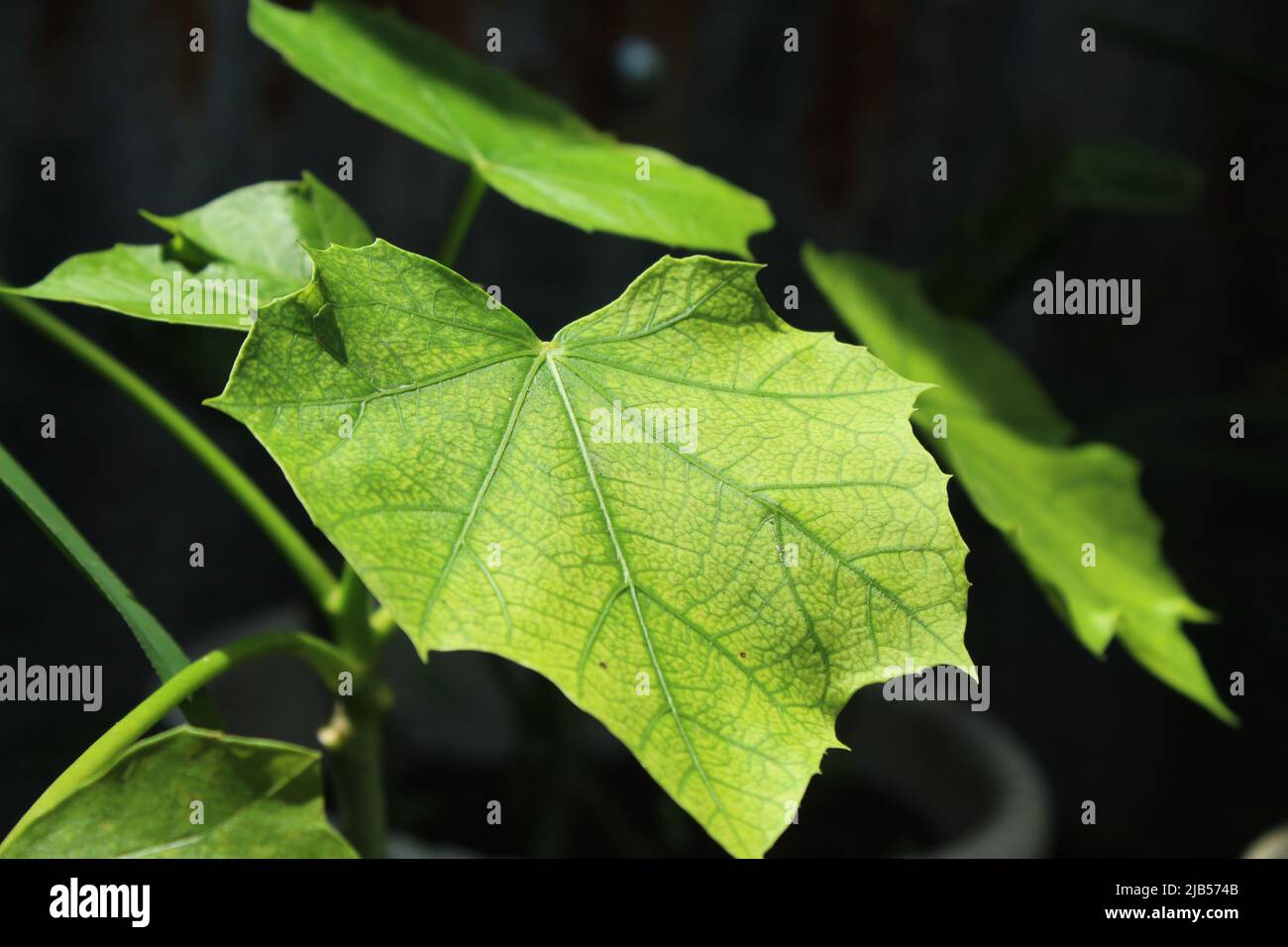 The best green leaves hi-res stock photography and images - Alamy