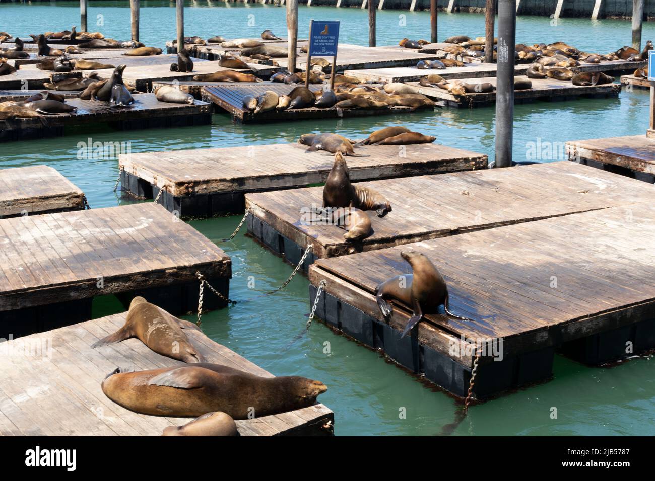 Sea lions on platforms in San Francisco Bay Stock Photo - Alamy