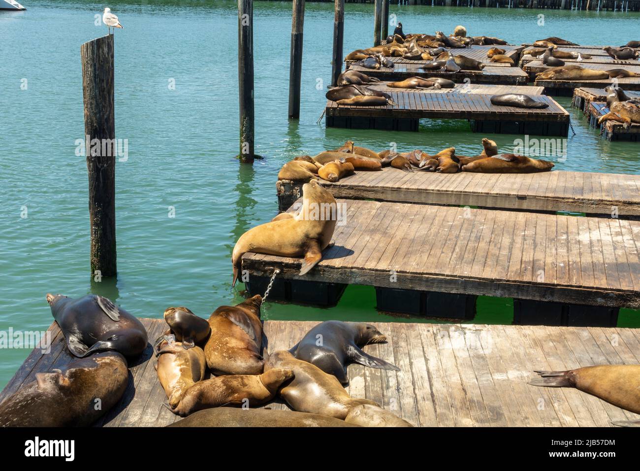 Seal platforms hi-res stock photography and images - Alamy
