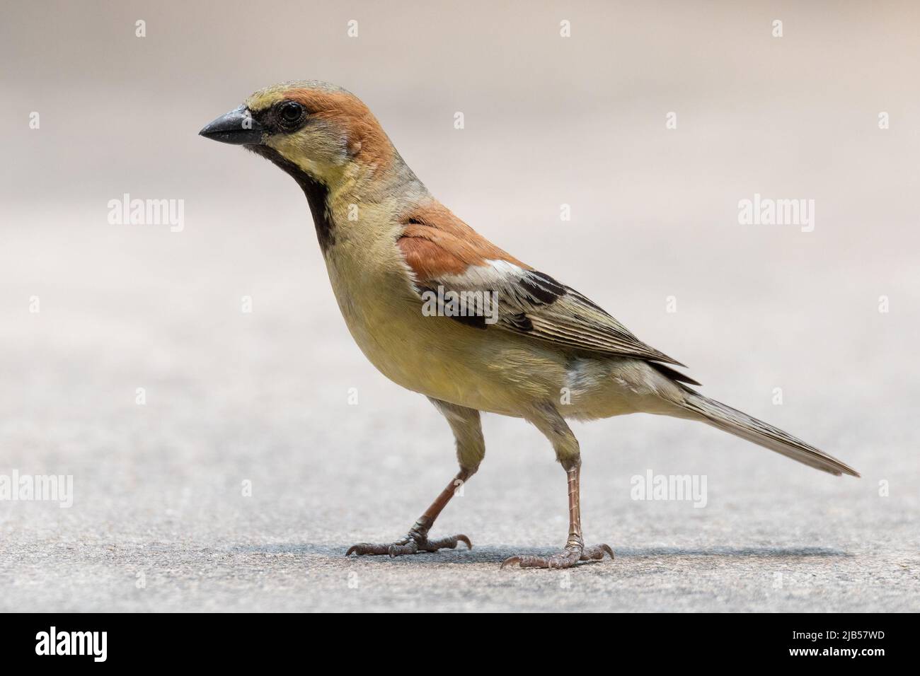 Plain-backed sparrow bird standing on the ground Stock Photo - Alamy