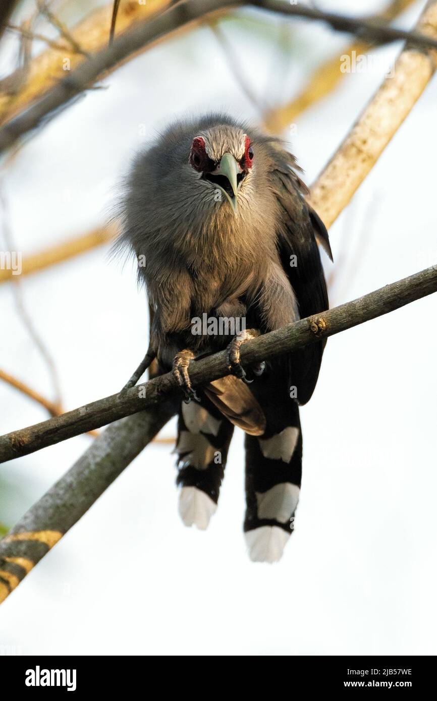 Green-billed malkoha on the tree in the natural background Stock Photo ...