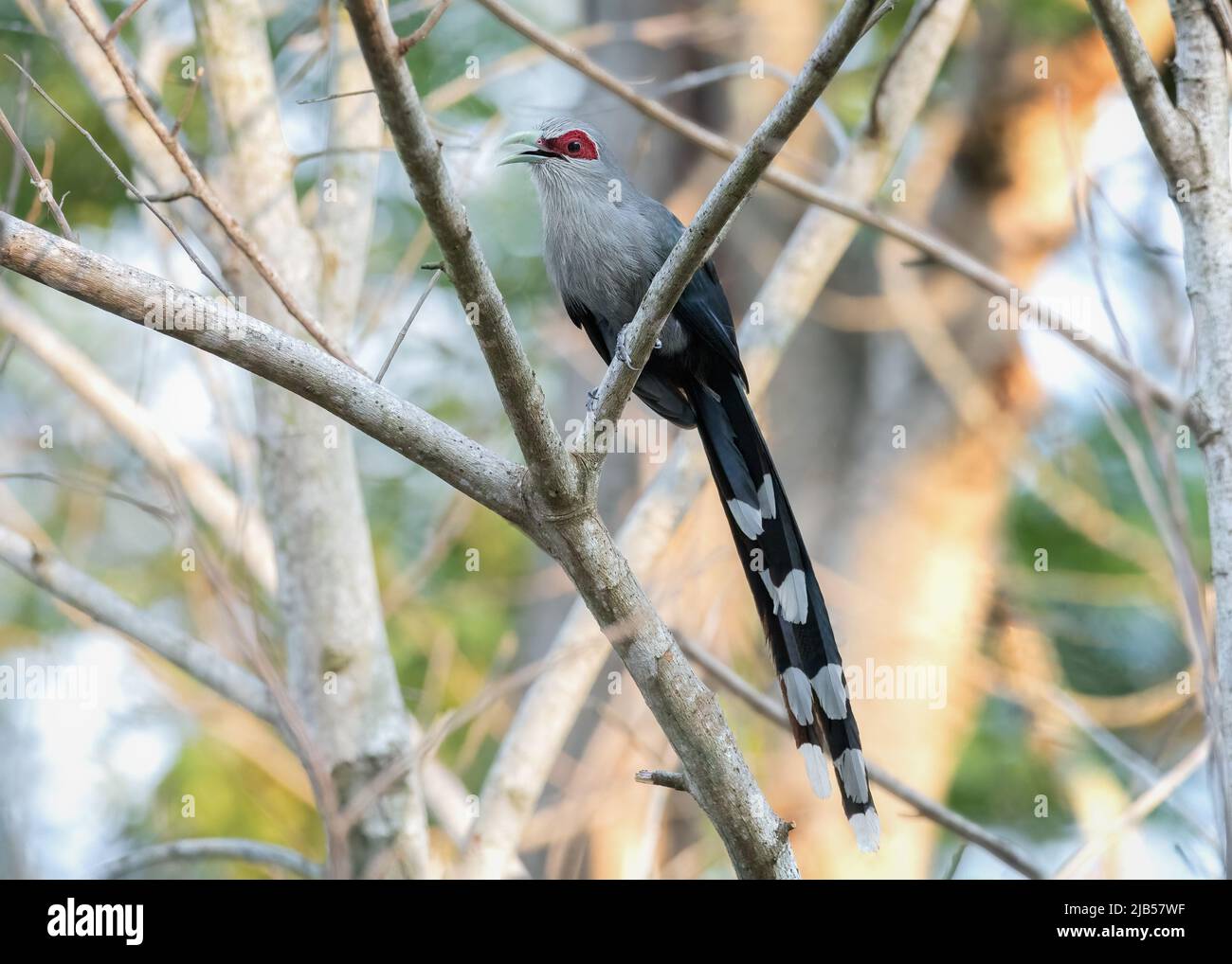 Green-billed malkoha on the tree in the natural background Stock Photo ...
