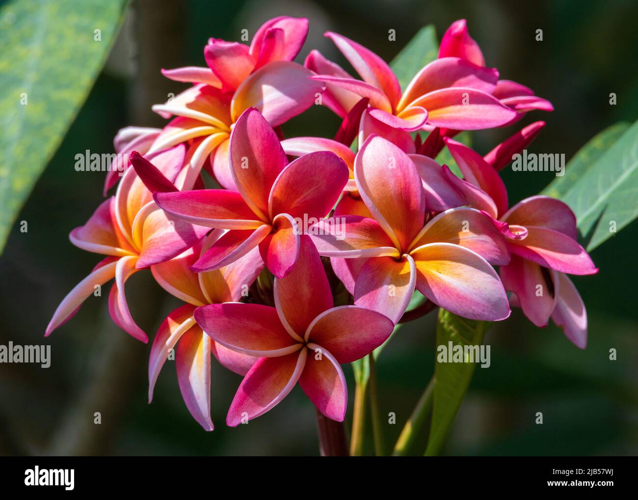 Frangipani plumeria temple tree hi-res stock photography and images - Alamy