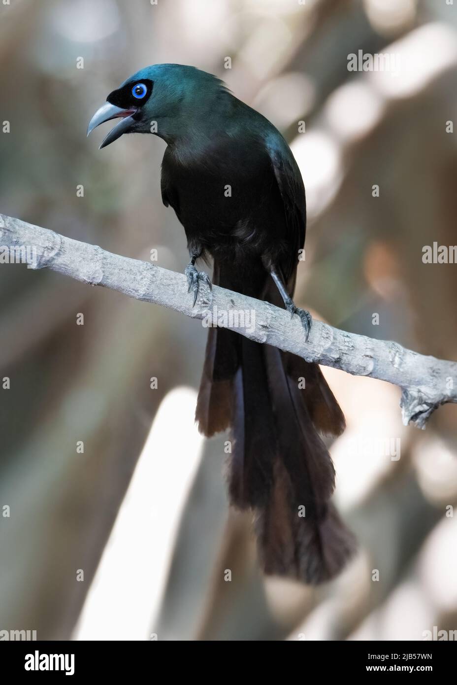 Racket-tailed Treepie bird on atree Stock Photo - Alamy