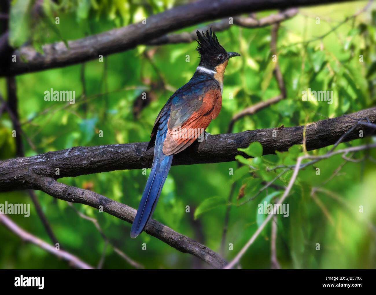 Chestnut-winged Cuckoo bird on the tree in the natural forest Stock ...
