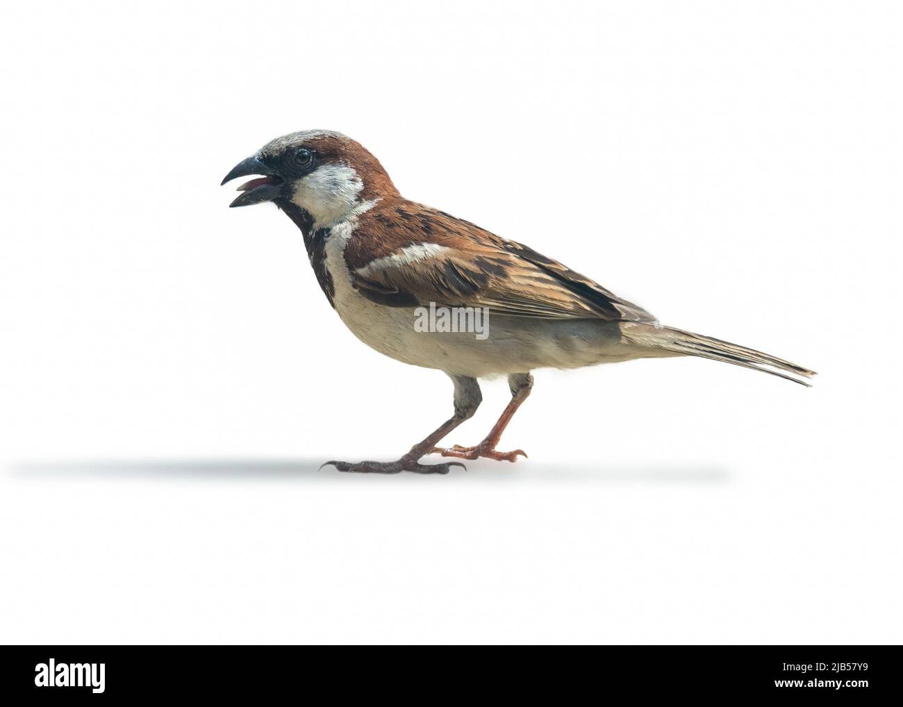 Eurasian tree sparrow bird standing on the ground Stock Photo - Alamy