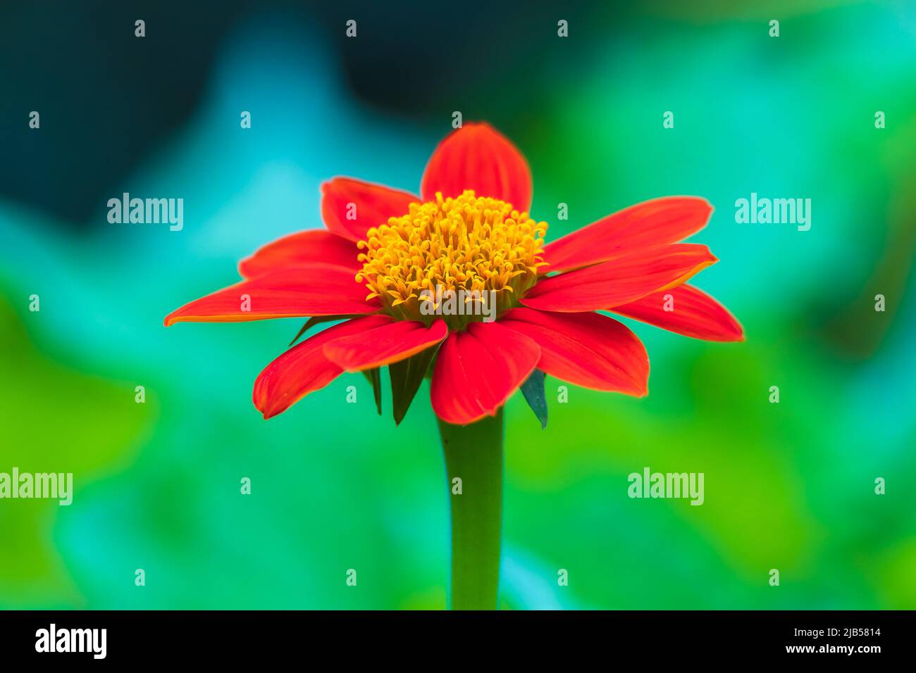 colorful flowers in summer high quality photos Stock Photo - Alamy