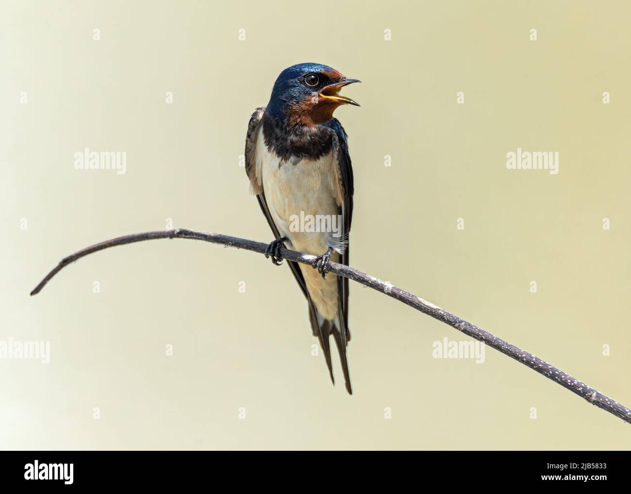 Barn swallow birds on the tree in the natural Stock Photo - Alamy