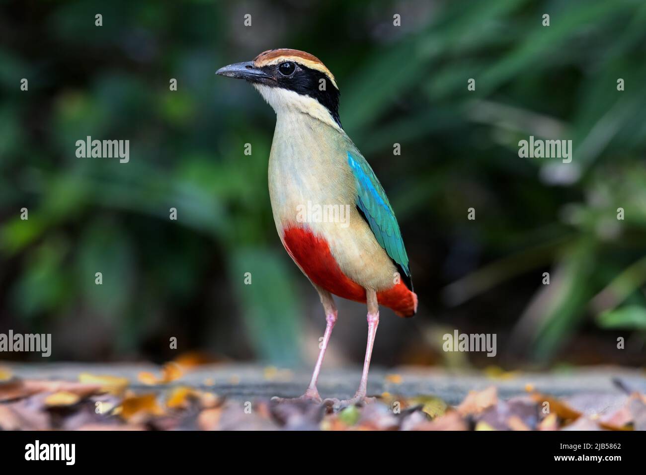 Fairy Pitta (Pitta nympha) in the forest natural Stock Photo - Alamy