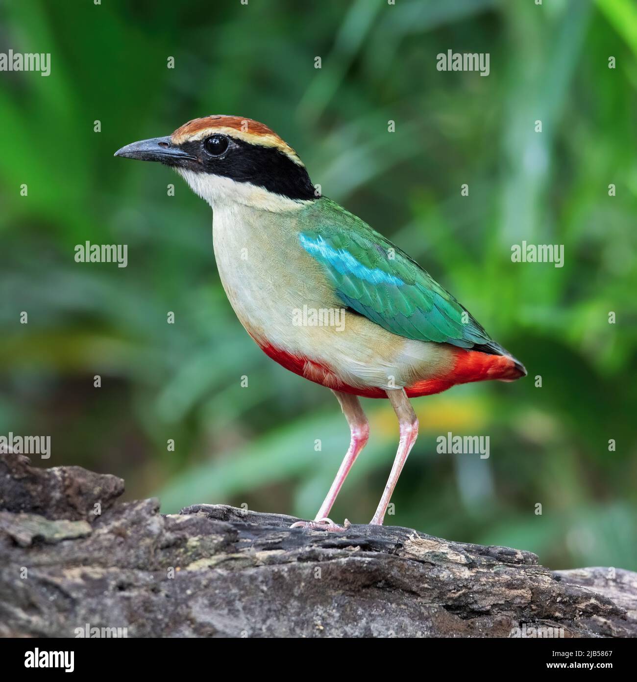 Fairy pitta pitta nympha hi-res stock photography and images - Alamy