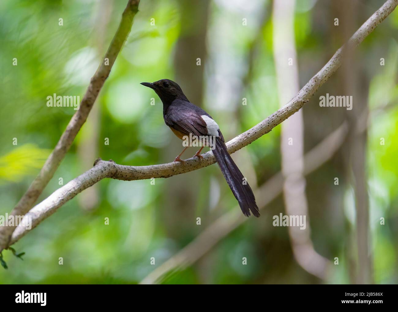 Shama bird hi-res stock photography and images - Alamy