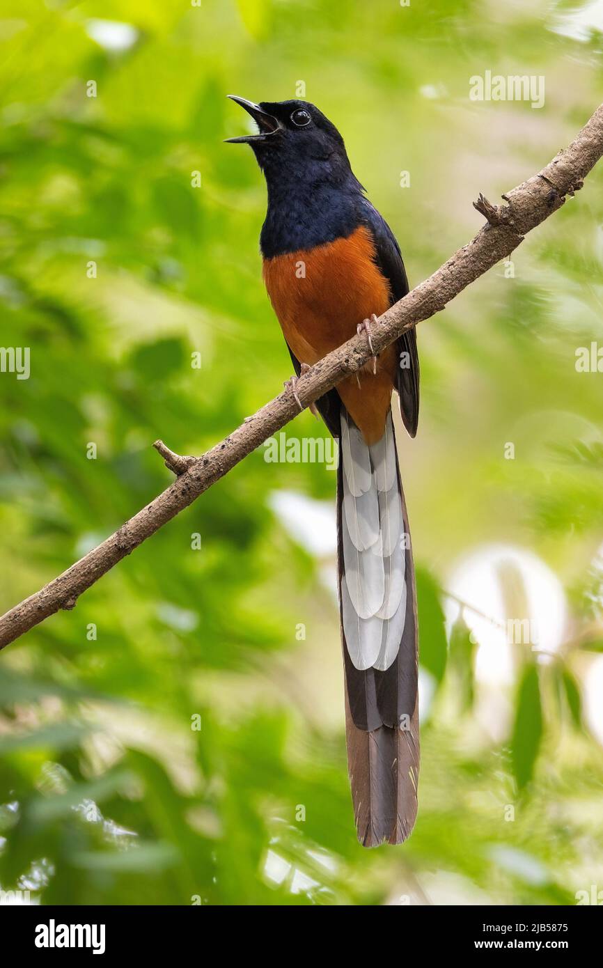 White rumped shama bird hi-res stock photography and images - Alamy