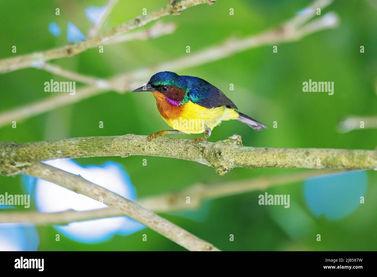 Sunbird flight hi-res stock photography and images - Alamy