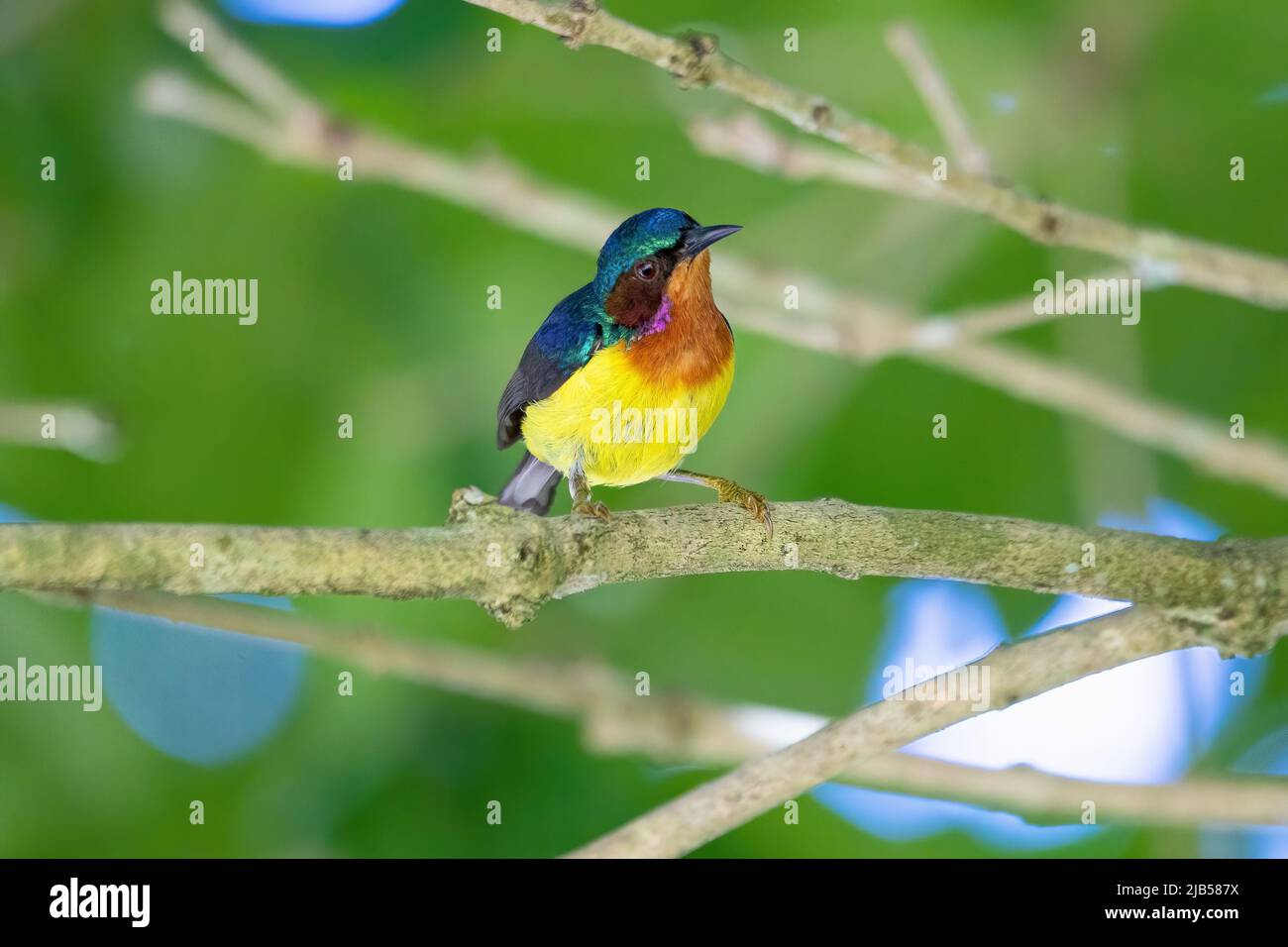 Sunbird flight hi-res stock photography and images - Alamy